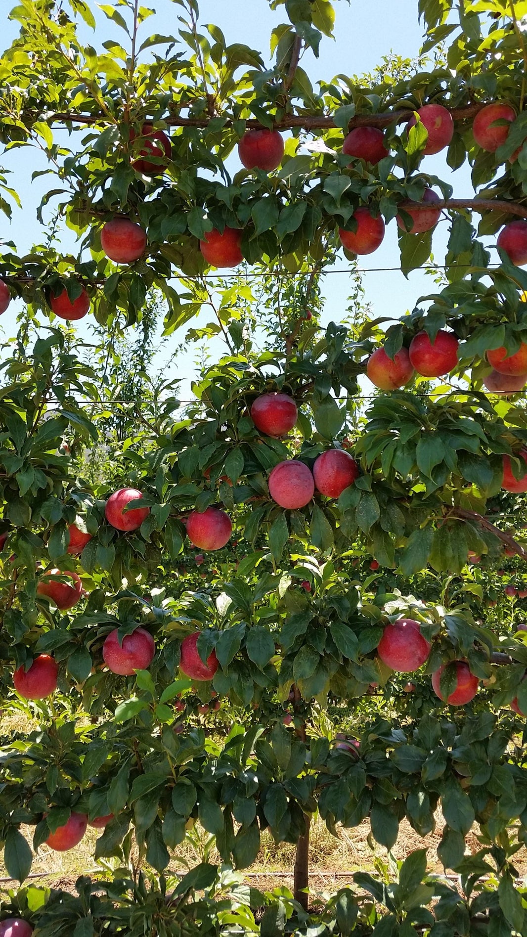 Products – BioFarm