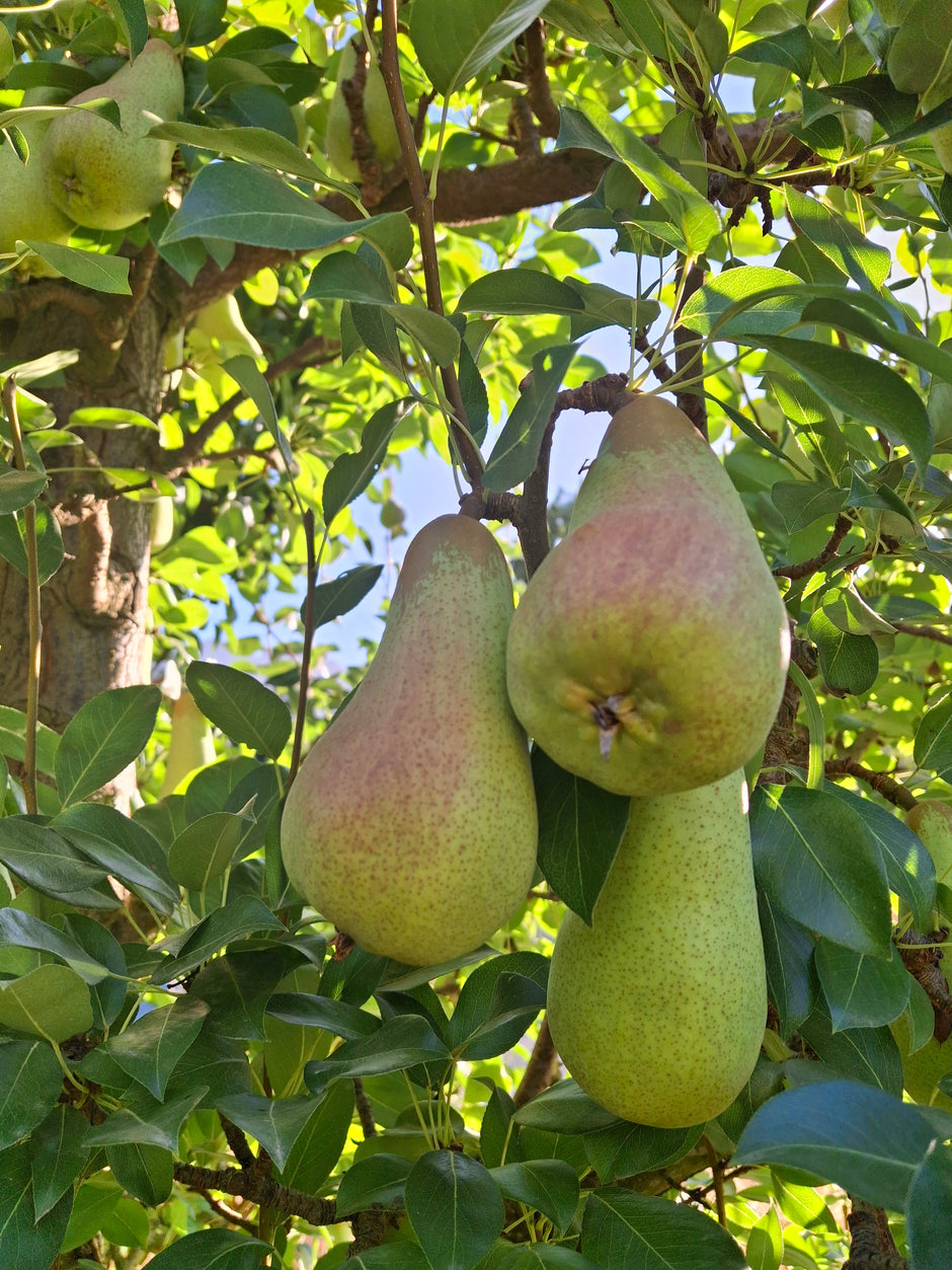 Products – BioFarm